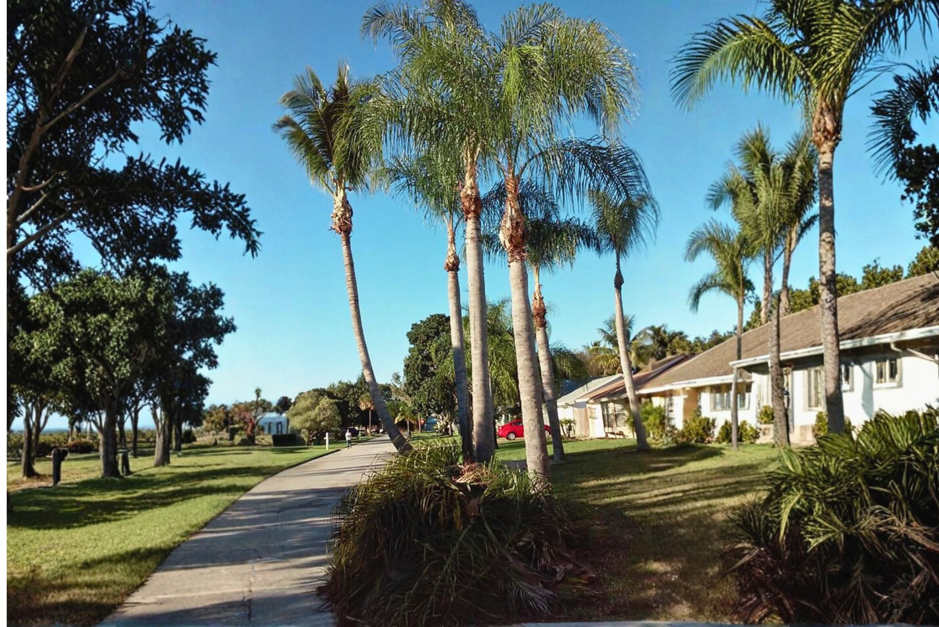 Jerome Young Tree Service | Tree Experts in St. Lucie & Martin