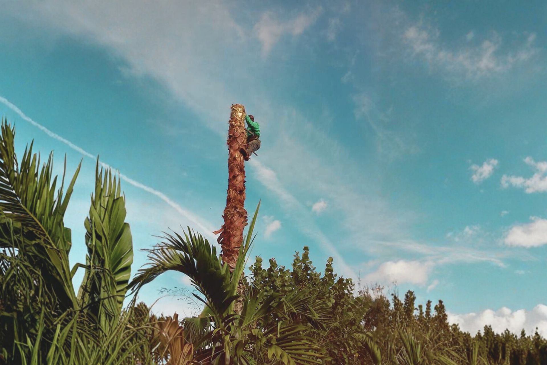 Jerome Young Tree Service | Tree Experts in St. Lucie & Martin